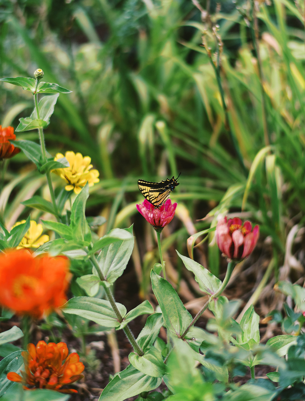 Denver Botanic Gardens Wedding with Brindle + Oak | Autumn Cutaia ...